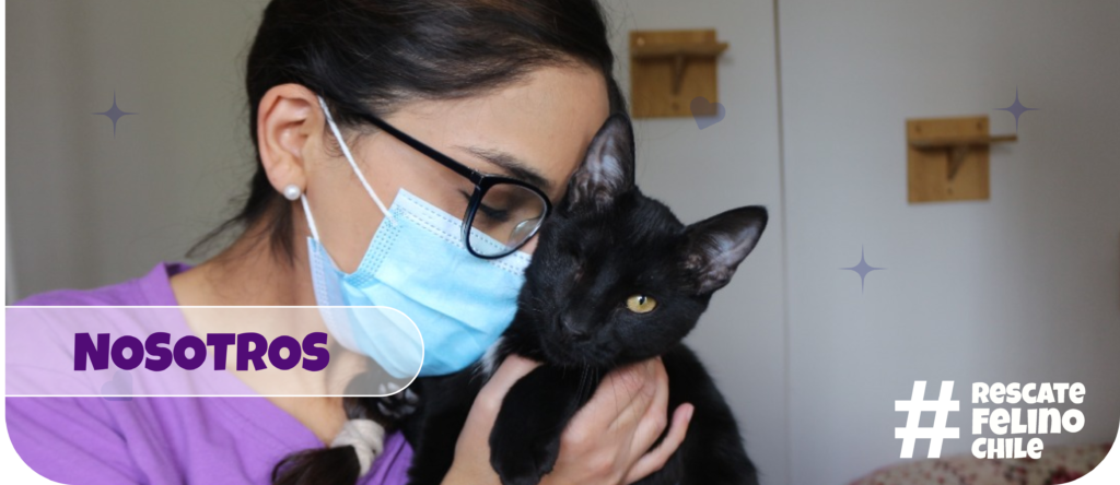 Nosotros – Rescate Felino Chile